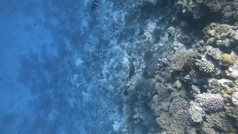 Large fish amongst Sergeant major fish -... | Stock Video | Pond5