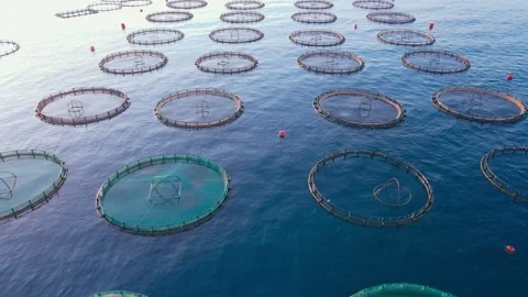 Large fish farming unit of sea bass and ... | Stock Video | Pond5