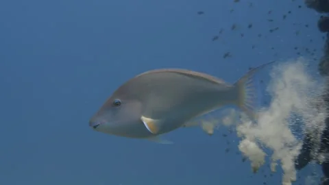 Big Pooping Stock Videos – Royalty-Free HD & 4K Videos | Pond5