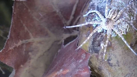 large fishing spider catching and eating... | Stock Video | Pond5