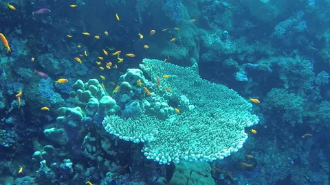 Large flat coral and tropical fish on a ... | Stock Video | Pond5