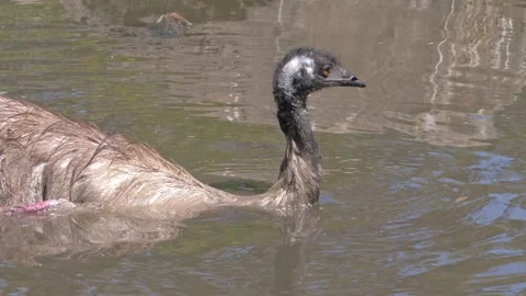 Large Flightless Emu Bird Swimming In Sh... | Stock Video | Pond5