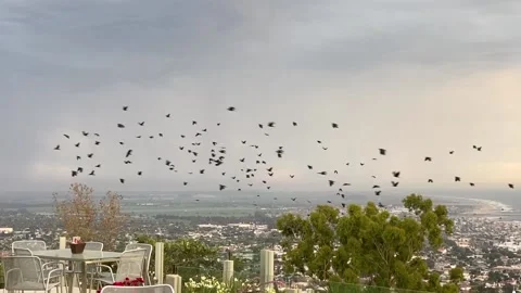 Lightning Bird Stock Footage ~ Royalty Free Stock Videos | Pond5