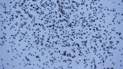 A large flock of little insects flying o... | Stock Video | Pond5