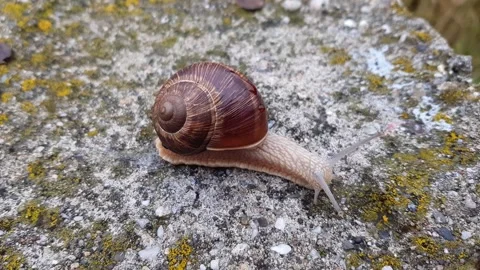 A large garden snail with a brown shell ... | Stock Video | Pond5