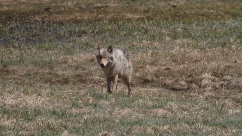 Large gray wolf Canis lupus Yellowstone ... | Stock Video | Pond5