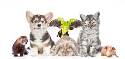 Large group of pets together in front view. Isolated on white ...