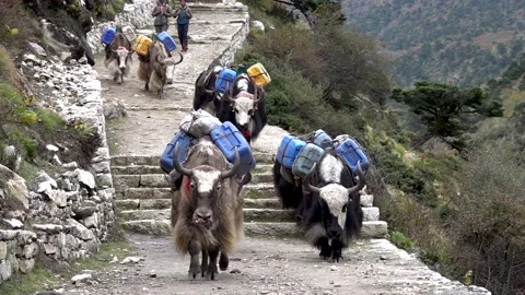 Large group of yak with herders carrying... | Stock Video | Pond5