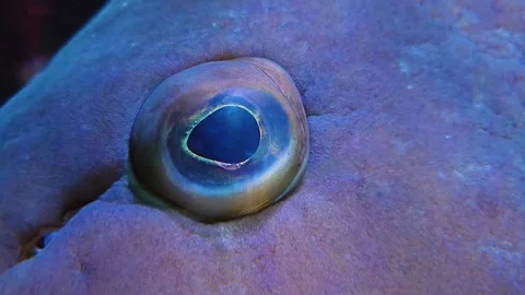 A Large grouper fish eye | Stock Video | Pond5