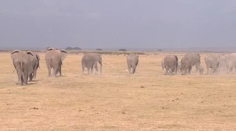 Elephants Migrate Stock Footage ~ Royalty Free Stock Videos | Pond5