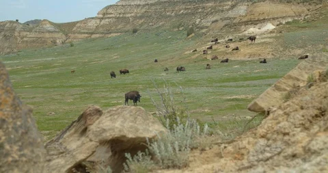 Large Herd of Buffalo, Bison in a Canyon... | Stock Video | Pond5