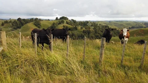 A large herd of farm cattle | Stock Video | Pond5