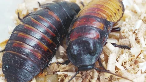 a large hissing Madagascar cockroach in ... | Stock Video | Pond5