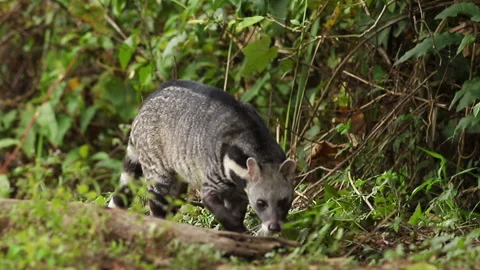 Large Indian civet (Viverra zibetha) The... | Stock Video | Pond5