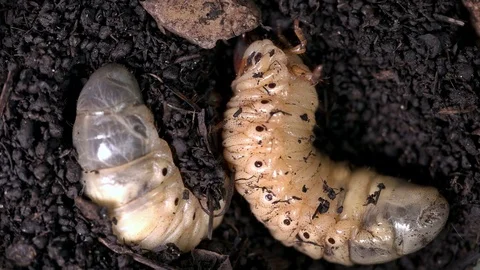 Large insect larva moves paws | Stock Video | Pond5