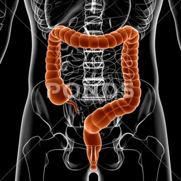 Large Intestine 3D Illustration Human Digestive System Anatomy: Royalty ...