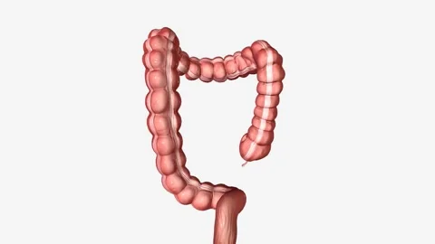 Large Intestine Cross Section 3d | Stock Video | Pond5