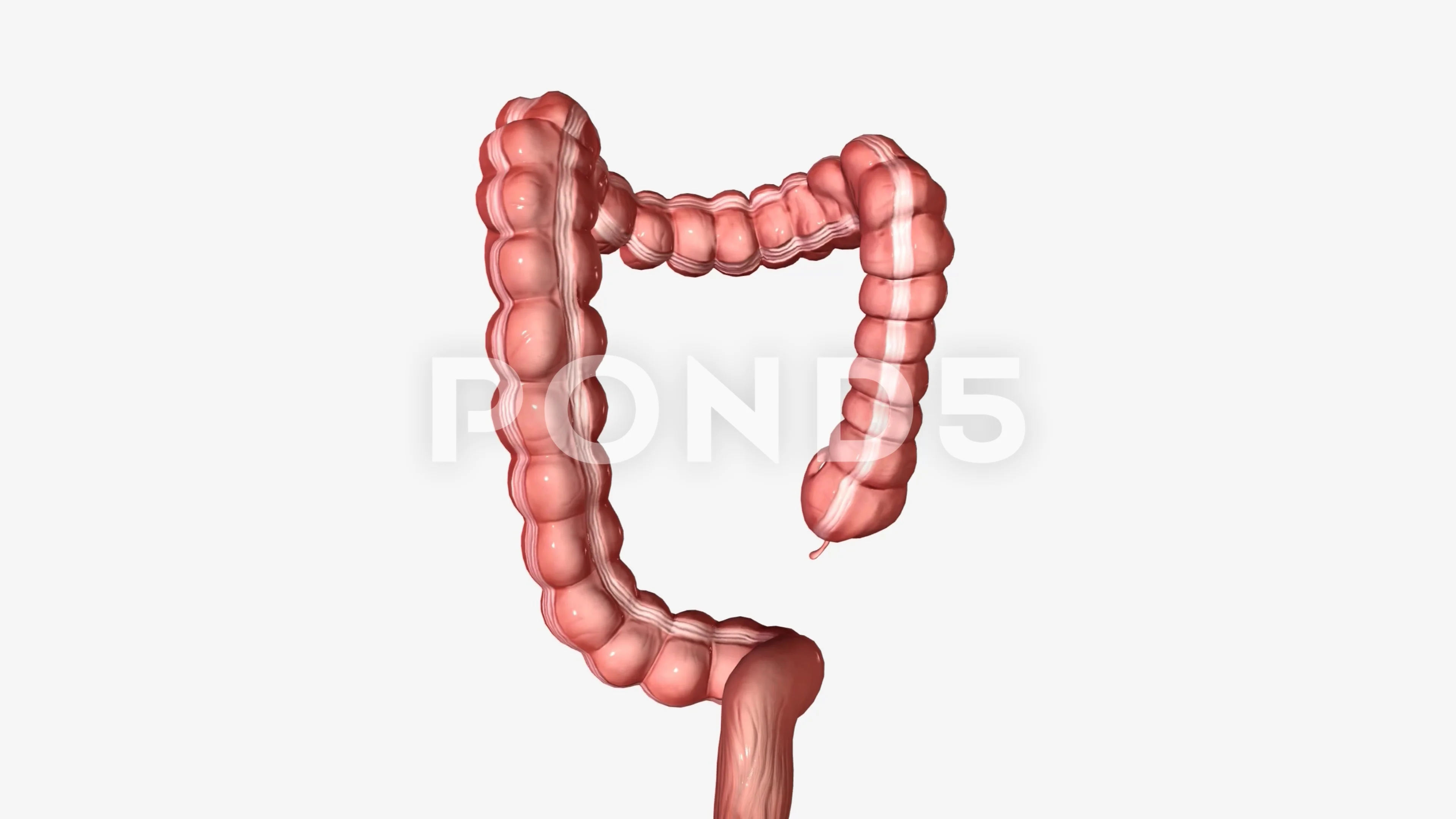 Human Large Intestine