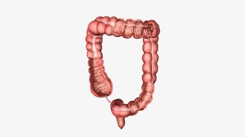 Large Intestine Cross Section 3d | Stock Video | Pond5