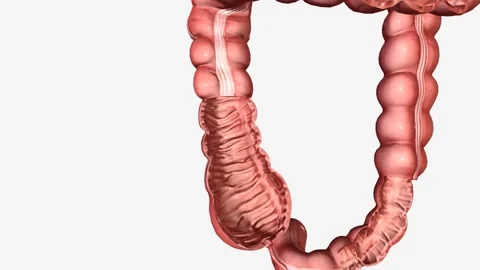 Large Intestine Cross Section, Ascending... | Stock Video | Pond5