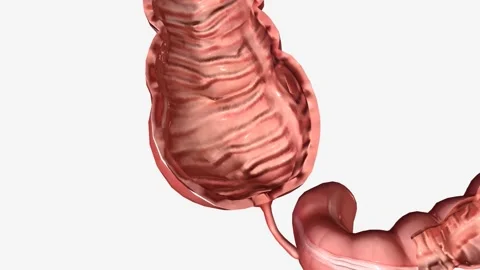 Large Intestine Cross Section, Cecum | Stock Video | Pond5