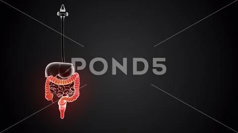 Large intestine with internal organs loopable Illustration #190895596
