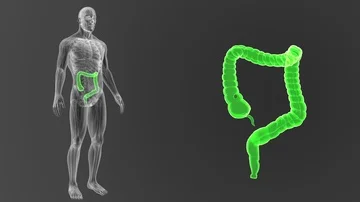 Large Intestine zoom with Anatomy | Stock Video | Pond5