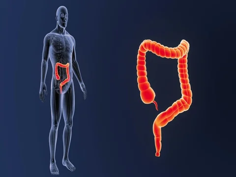 Large Intestine zoom with Skeleton | Stock Video | Pond5