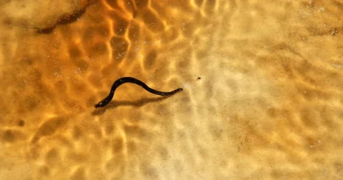 Large leech writhing in shallow water on... | Stock Video | Pond5