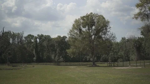 Oak Tree Blowing In Wind Stock Videos – Royalty-Free HD & 4K Videos
