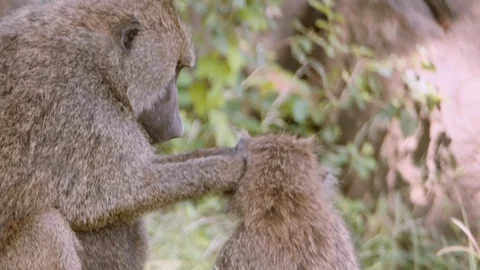 Big Male Baboon Stock Footage ~ Royalty Free Stock Videos | Pond5
