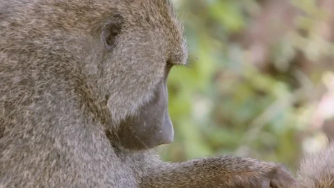 Big Male Baboon Stock Footage ~ Royalty Free Stock Videos | Pond5