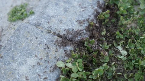 Large mass of ants coming out from hole ... | Stock Video | Pond5