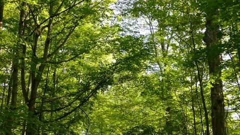 Large mature tree growing in deciduous f... | Stock Video | Pond5