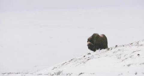 Large musk ox walking in heavy snow bliz... | Stock Video | Pond5
