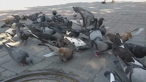 Bread Numer Stock Videos – Royalty-Free HD & 4K Videos | Pond5