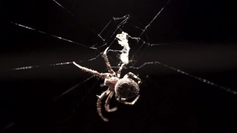 A large orb spider weaving its web while... | Stock Video | Pond5