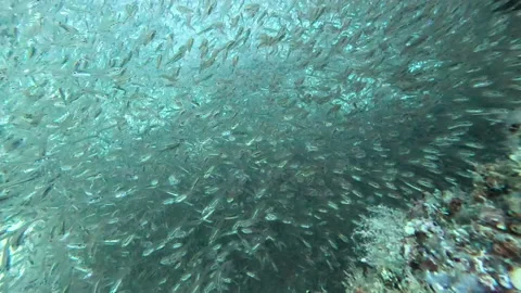 Large passage of small fish hides among ... | Stock Video | Pond5