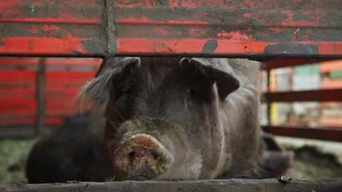 Cute Pig Sound Stock Videos – Royalty-Free HD & 4K Videos | Pond5