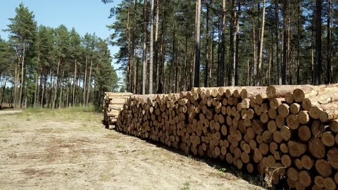 Large pile of timber with forest in the ... | Stock Video | Pond5