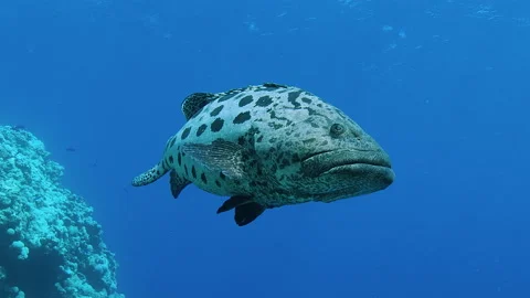 Big Big Potato Stock Videos – Royalty-Free HD & 4K Videos