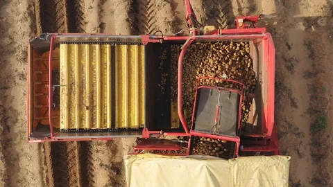 Big Big Potato Stock Videos – Royalty-Free HD & 4K Videos