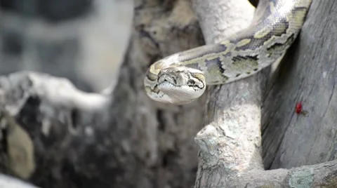 Python Stock Footage ~ Royalty Free Stock Videos | Pond5