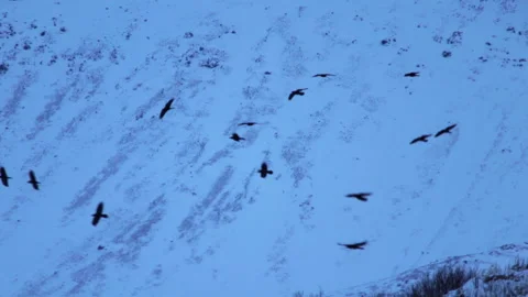 Raven Flying Stock Footage ~ Royalty Free Stock Videos | Page 2