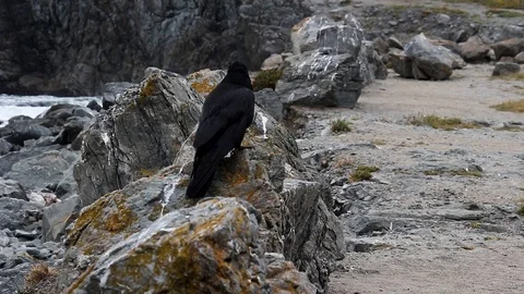 Sea Raven Stock Footage ~ Royalty Free Stock Videos | Pond5