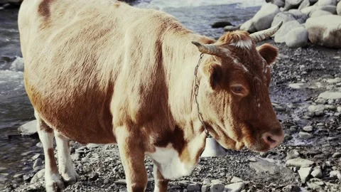 Cow Bell Stock Footage ~ Royalty Free Stock Videos | Pond5