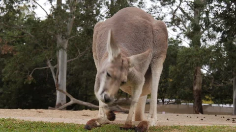 Large Red Kangaroo eating leaf off groun... | Stock Video | Pond5