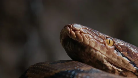 A large reticulated python curled up in ... | Stock Video | Pond5
