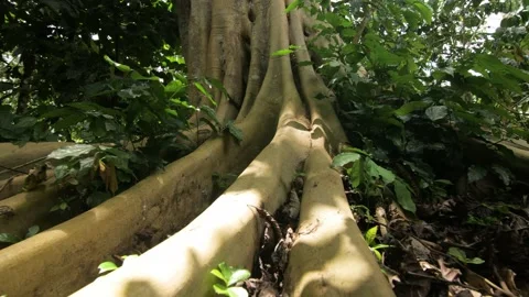 Large roots of a majestic tree sinking i... | Stock Video | Pond5