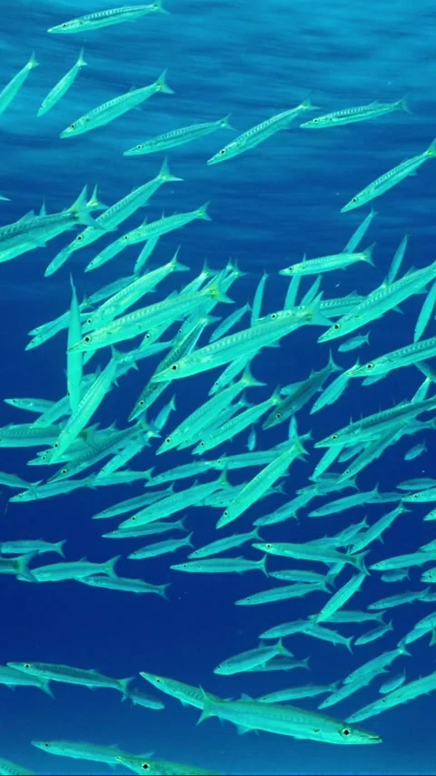 Large school of Barracudas floating calm... | Stock Video | Pond5